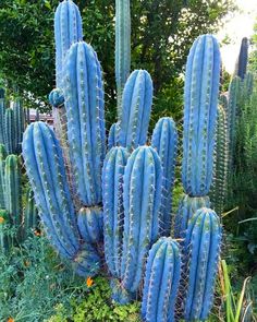 Cacto Azul: Descubra O Segredo Por Trás Dessa Rara Espécie De Planta